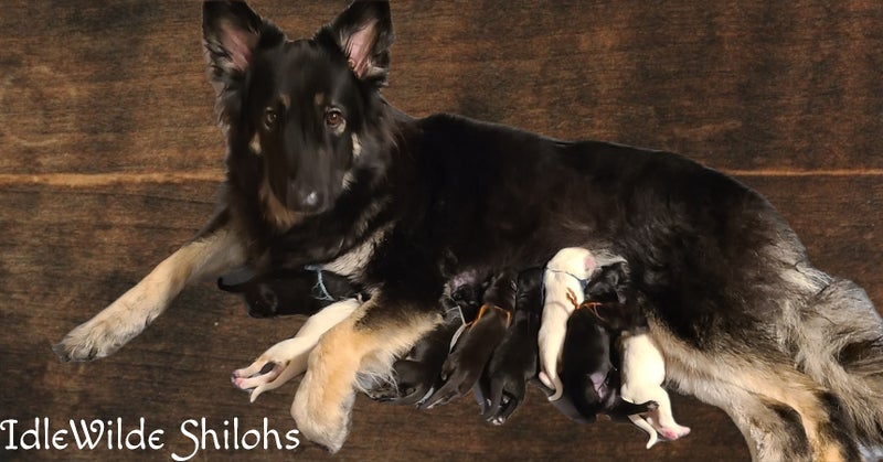 Shiloh Puppies! | Lonesome Heritage Farms - Where the Happiest ...