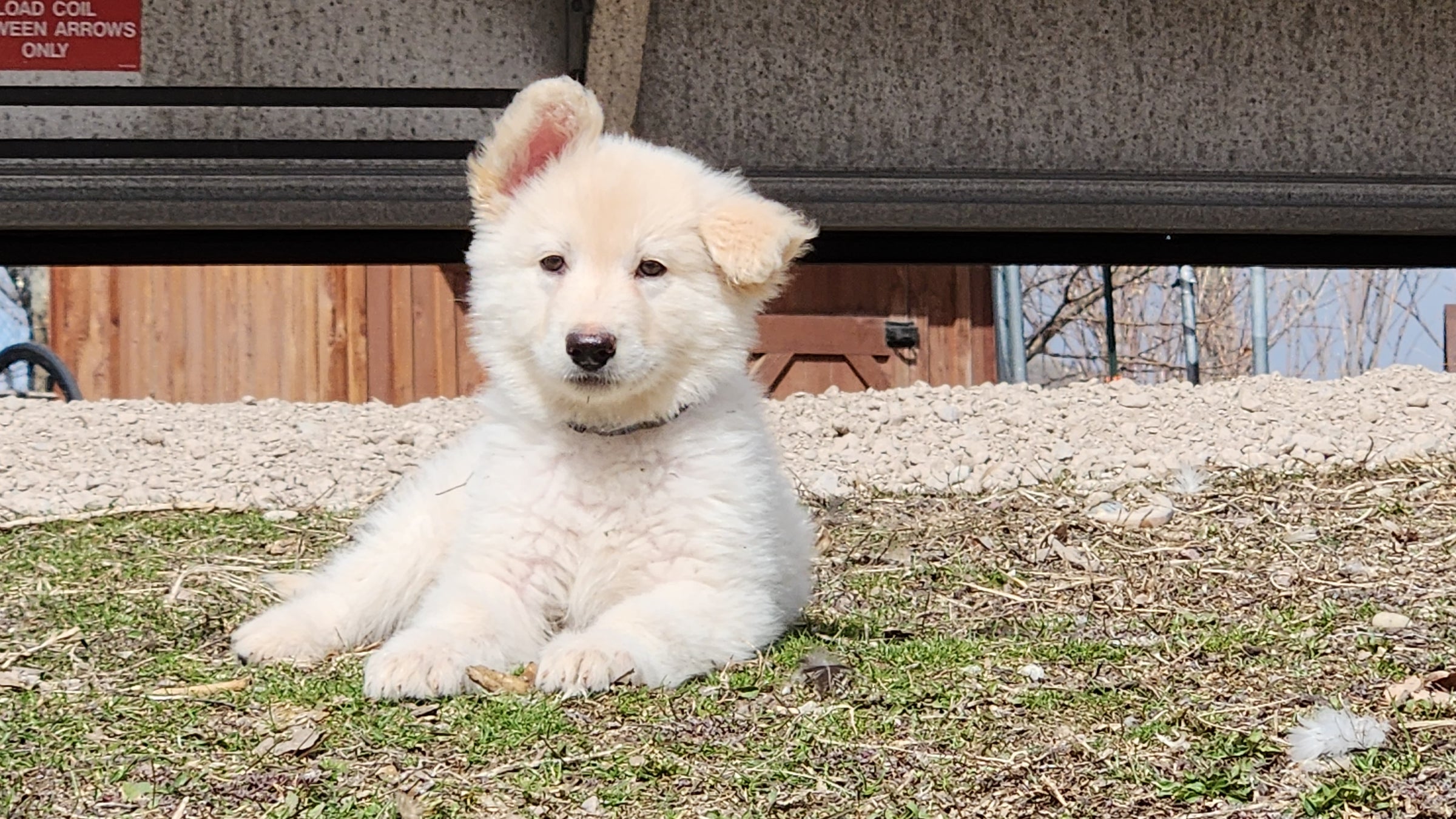 Shiloh Puppies! | Lonesome Heritage Farms - Where the Happiest ...